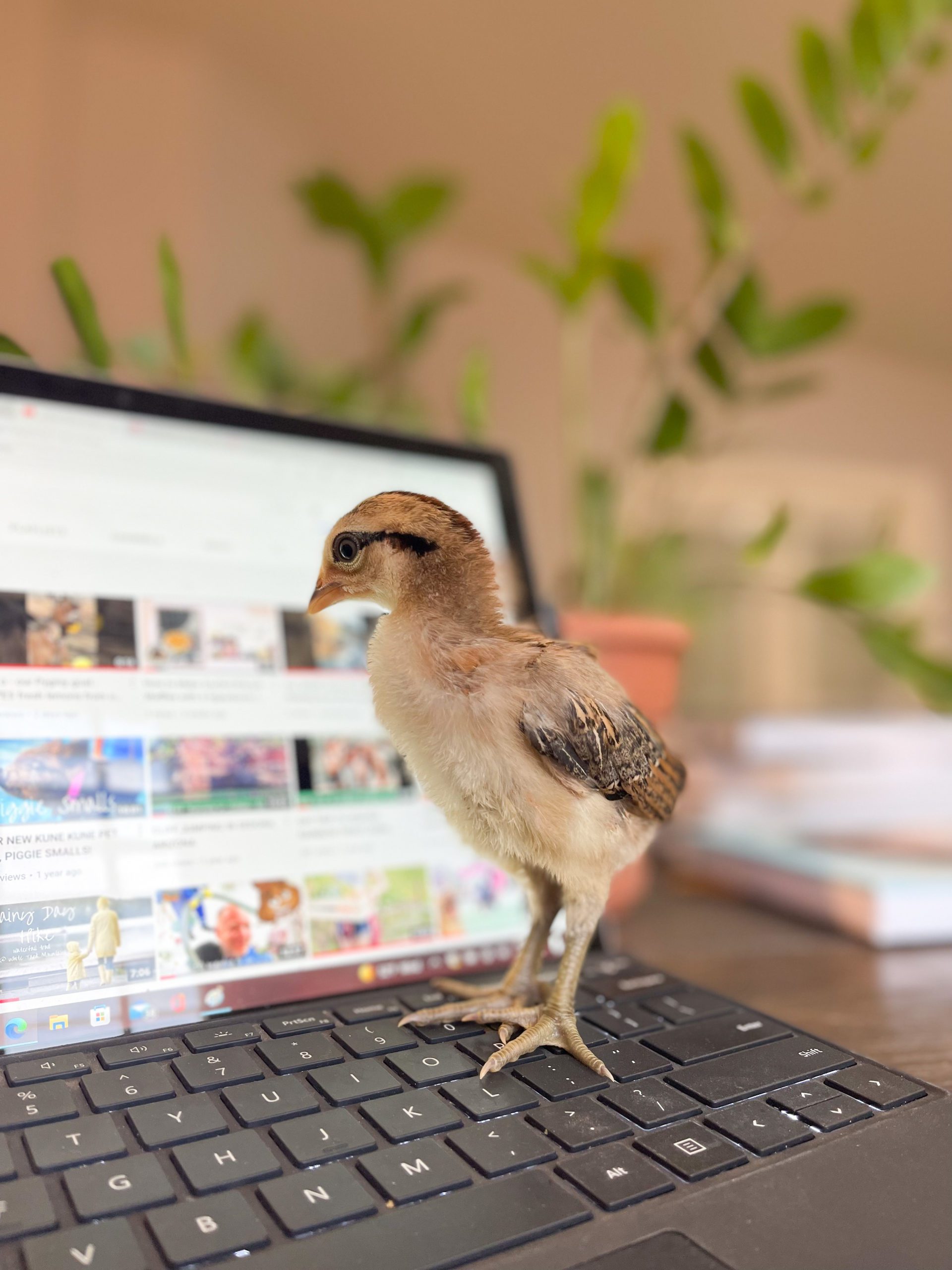 Laughing Chickens are REAL, and We Have One on Our Little Farm ...