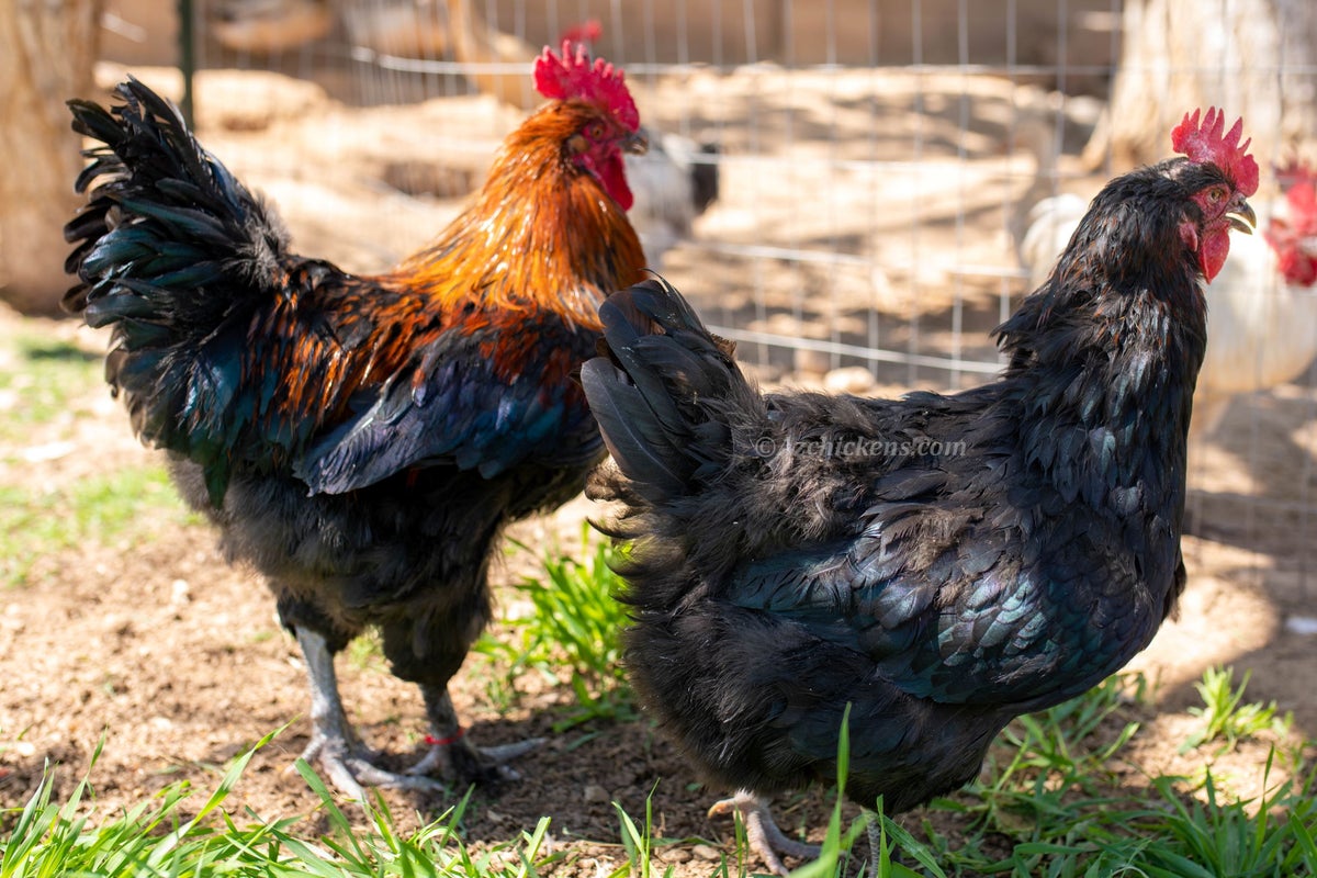 Laughing Chickens are REAL, and We Have One on Our Little Farm!