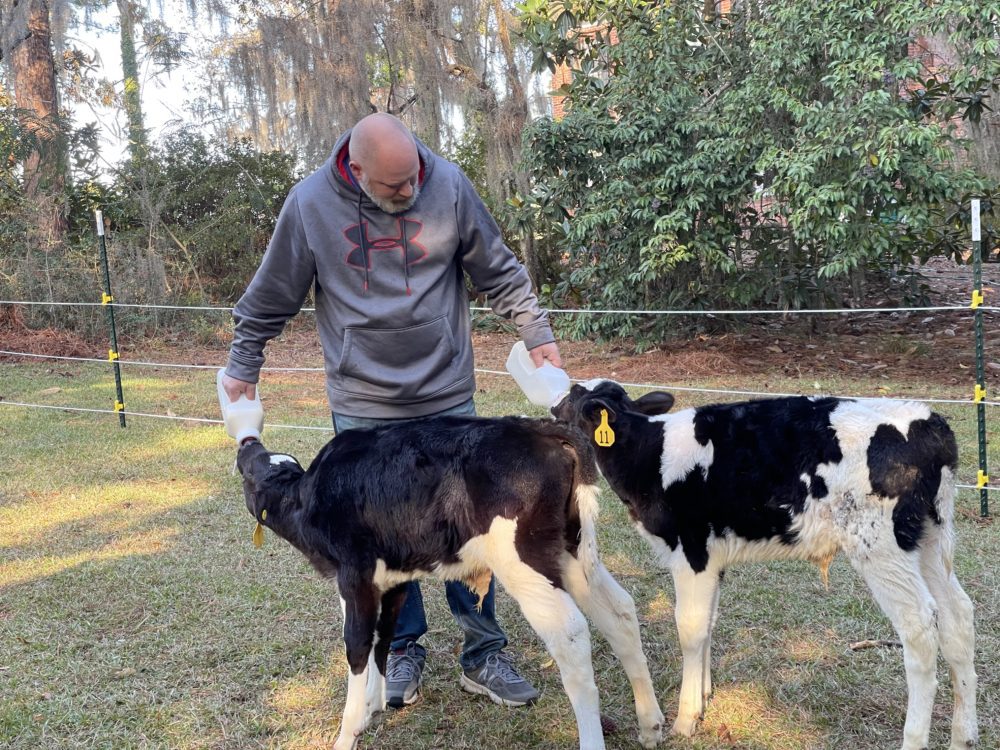 Freedom Forest Farm - Homesteading using regenerative agriculture ...