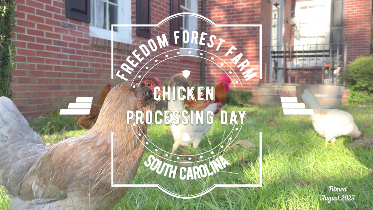 First Time Butchering Meat Chickens on Our Homestead – Here’s How it ...